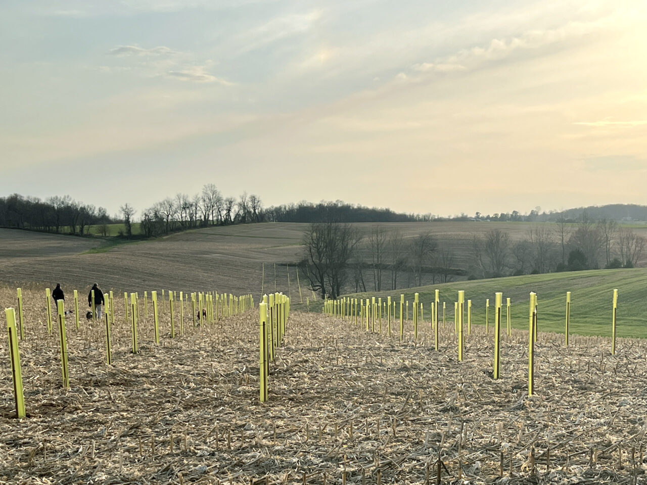 Tree and Shrub Planting - Shenandoah Habitats